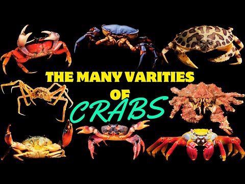 What Are the Different Body Types of Crabs ? |animal classification #evolution #marinelife #ocean