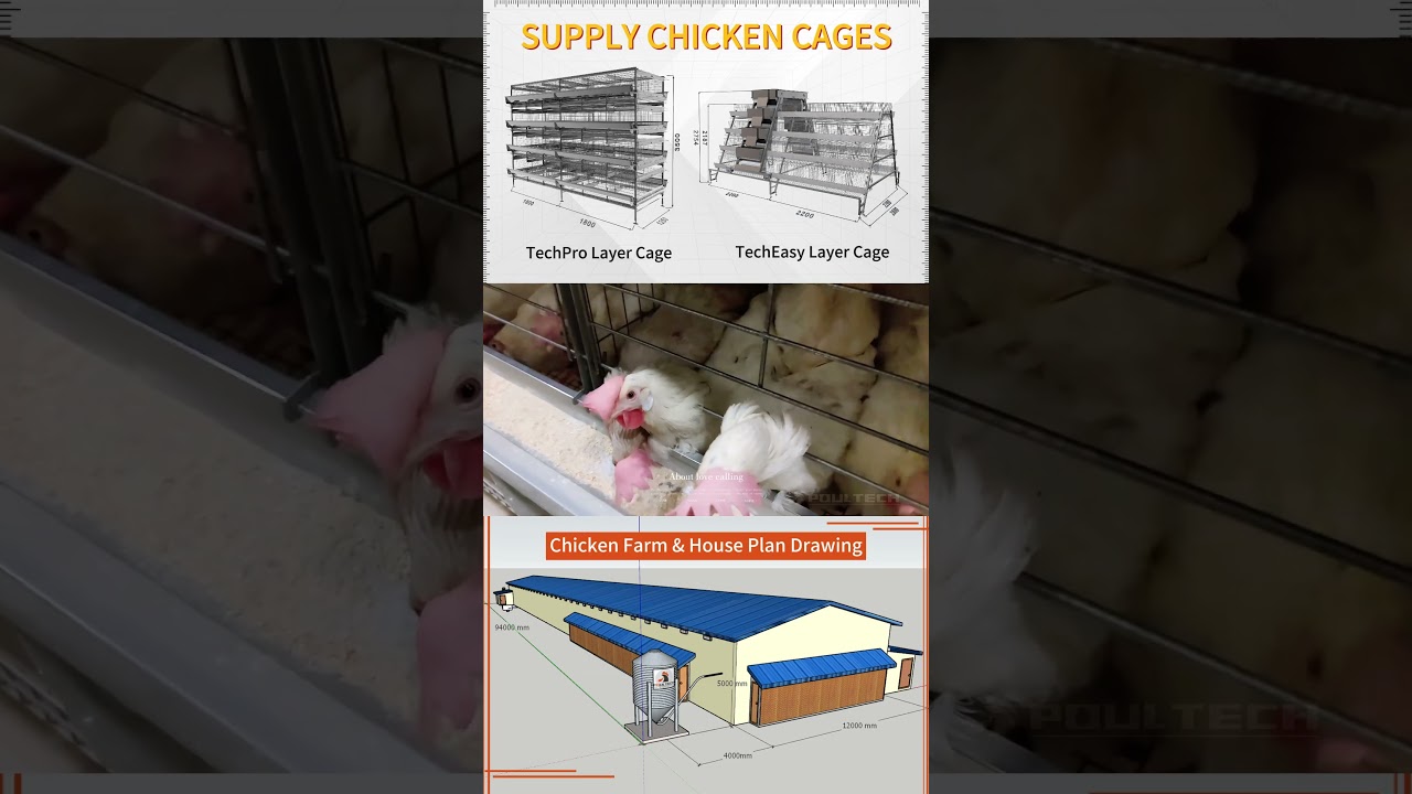 POUL TECH™ Suppling Battery Chicken Cages from China.#poultryfarming #chickencage #eggproduction