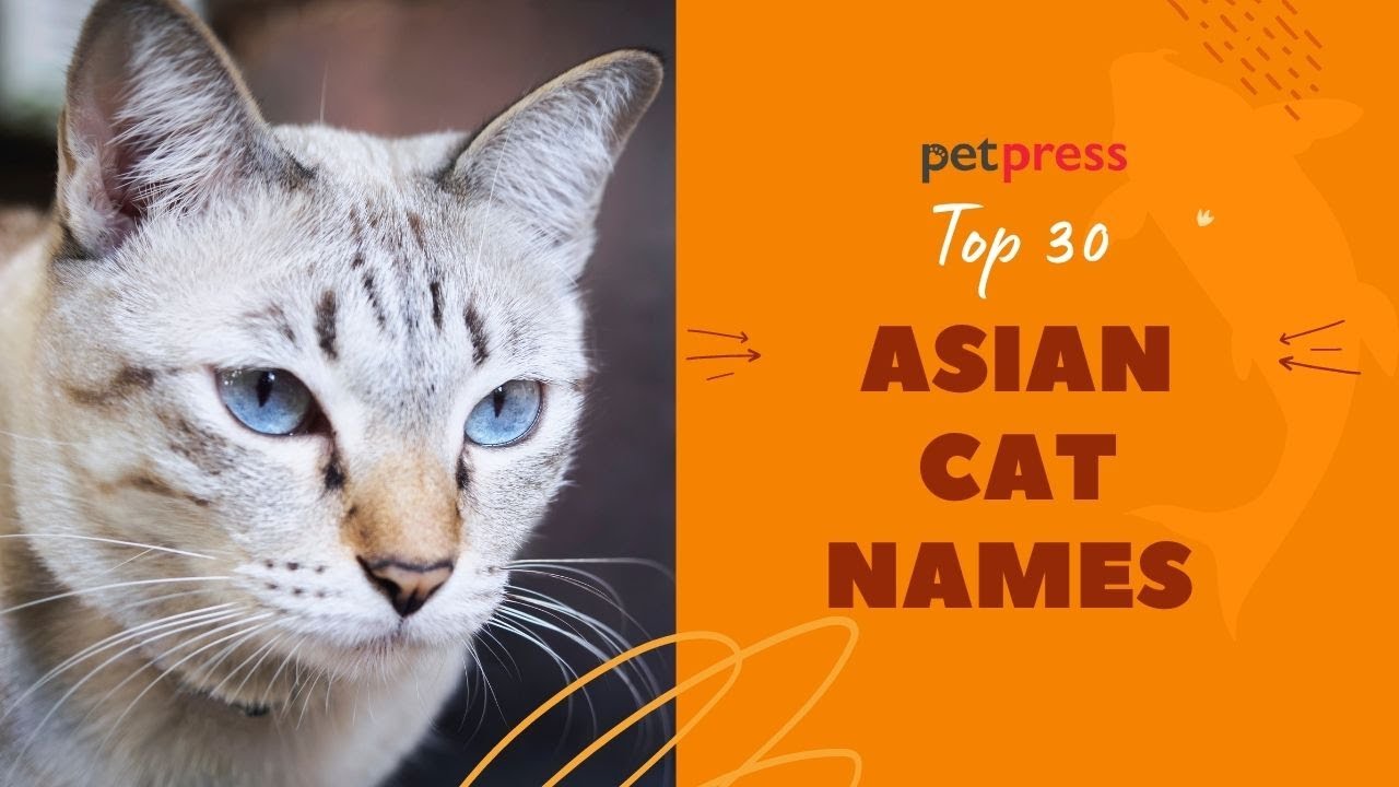 🐱 TOP 30 ASIAN CAT NAMES 🐱 FOR YOUR NEW KITTEN!