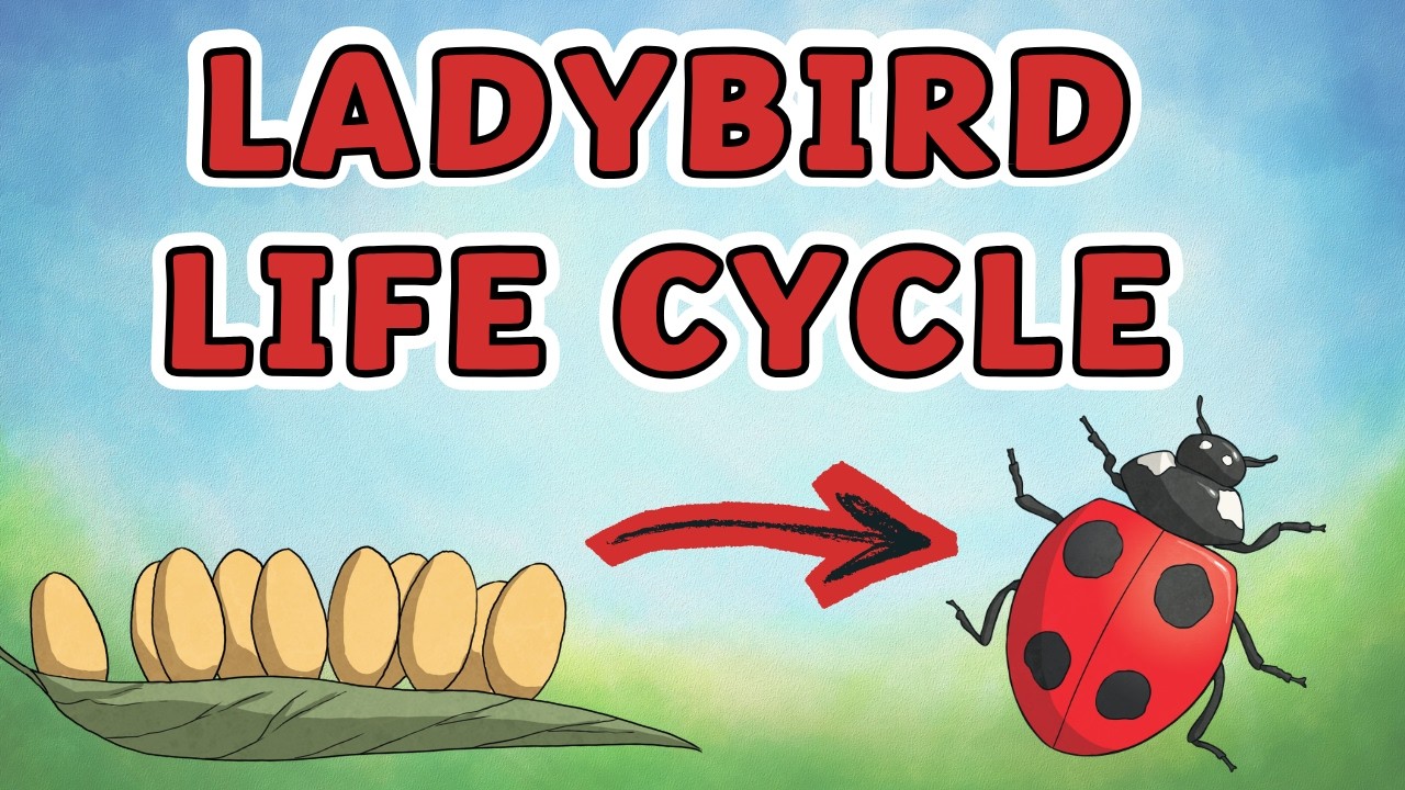 The Amazing Journey of a Ladybird | Full Life Cycle