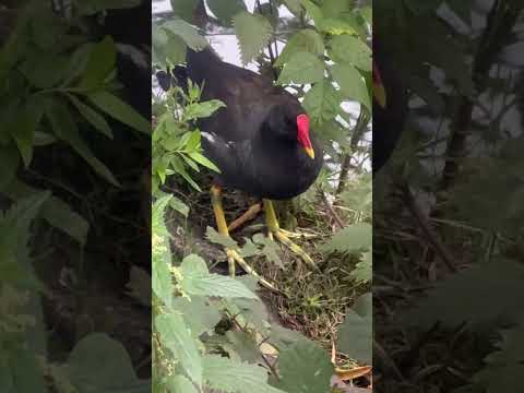 #moorhens #birdwatcher #birdlovers #glasgow #nature #scotland #uk