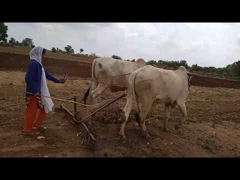 Girl ploughing oxen 2