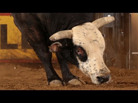 Shane Proctor Bull-Riding Interview - What It Feels Like to Ride the ...