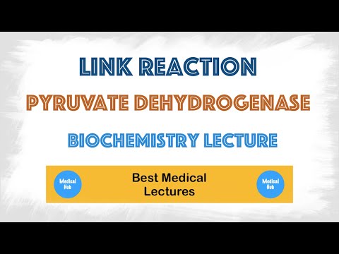 Link reaction : Pyruvate dehydrogenase function