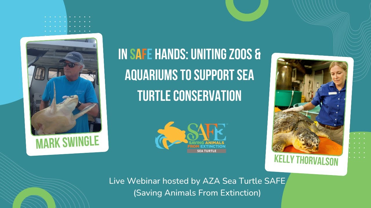 Mark Swingle and Kelly Thorvalson, Sea Turtle SAFE Expert Webinar, November 2024