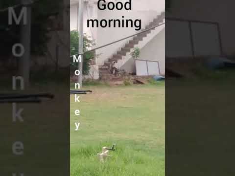 Good morning status | good morning WhatsApp | monkey status #4k_status_sunilleel