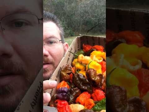Holiday Pods from Deathridge's Peppers