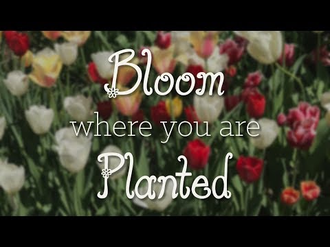 What does "Bloom Where You Are Planted" Mean to You?