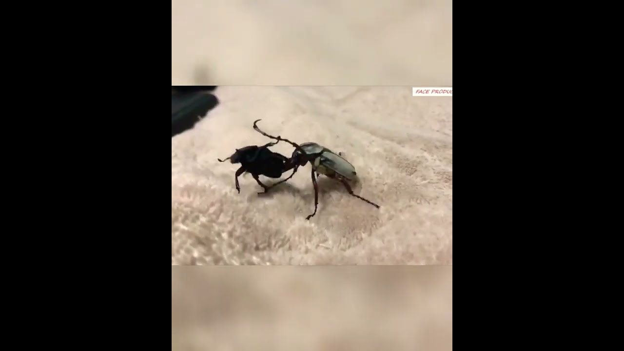 😂😂A buggy beeble battle- with Monty  python audio