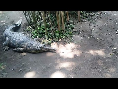 Things About False Gharial