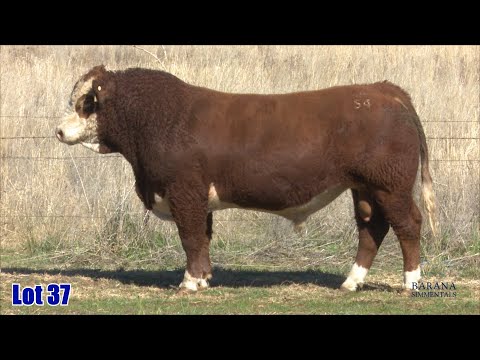 Lot 37 Barana Morning Sylvester MKHPS004
