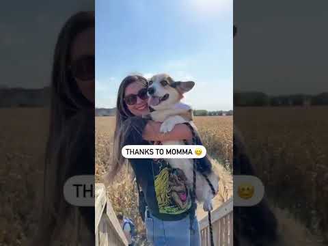 Guy dates girl for 3 months and suddenly has 2 corgis #corgi #shorts #dogs