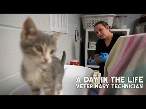 A Day In Life - Veterinary Technician