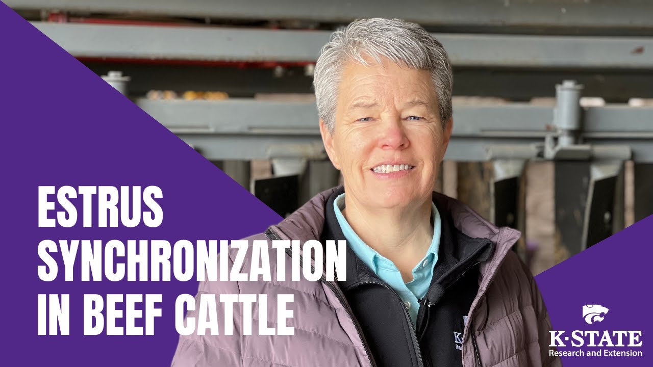 Estrus Synchronization In Beef Cattle