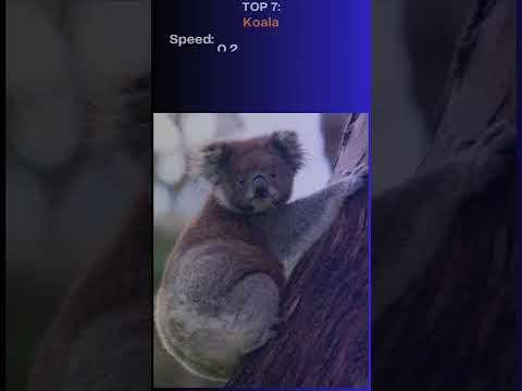 Top 10 Slowest Animals in the World