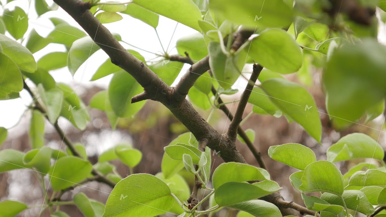 Green Leaves on pear tree for Texture Background