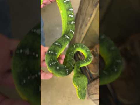 Stunning Emerald Tree Boa! #snake