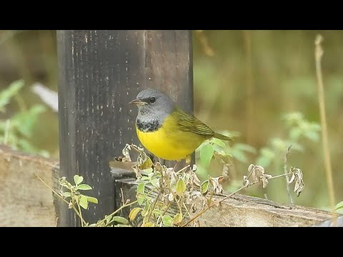 Mourning Warblers - Pat O'Neil Video Bird ID's