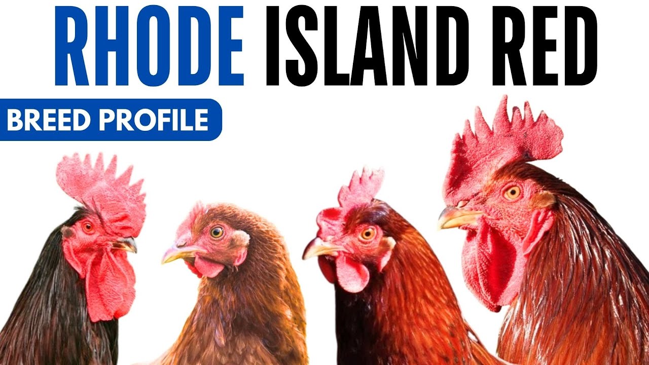 Rhode Island Red Chicken Breed Profile History Health Issues - RIR Chicken Egg Ratio