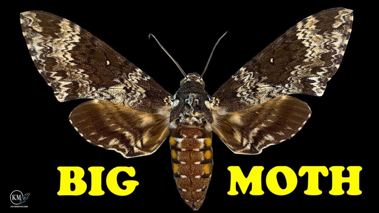 GIANT RUSTIC SPHINX OF SOUTH FLORIDA