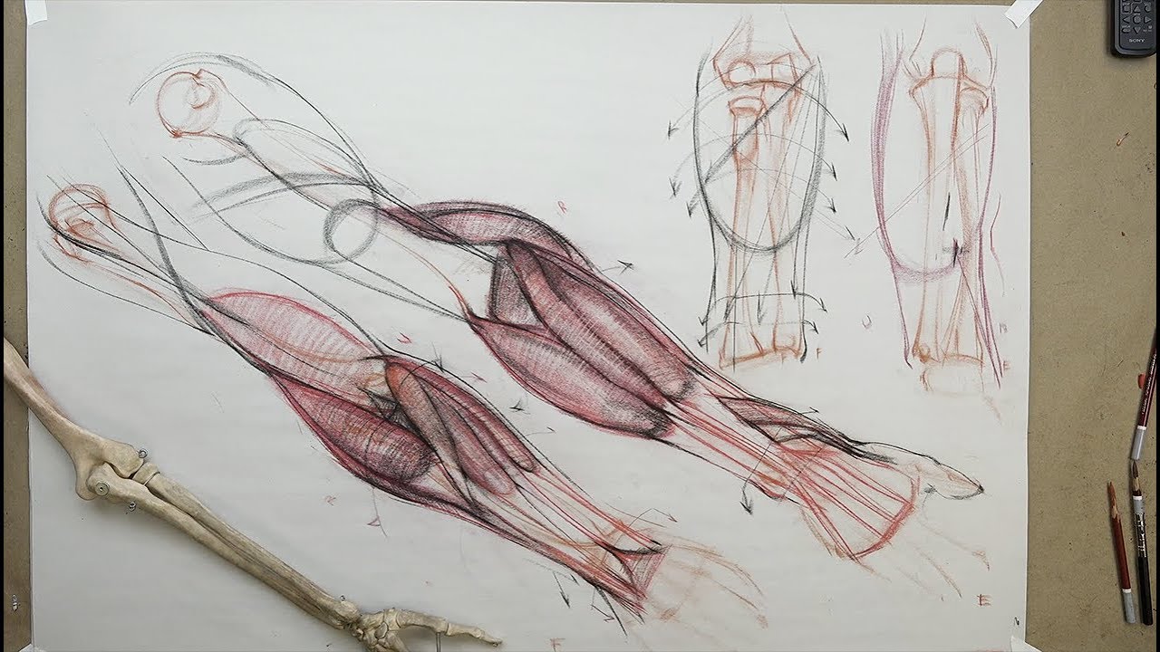 ANATOMY FOR ARTISTS: The Lower Arm-BONES & MUSCLES