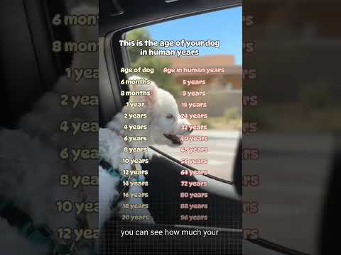 Your Dog Age In Human Year's!!