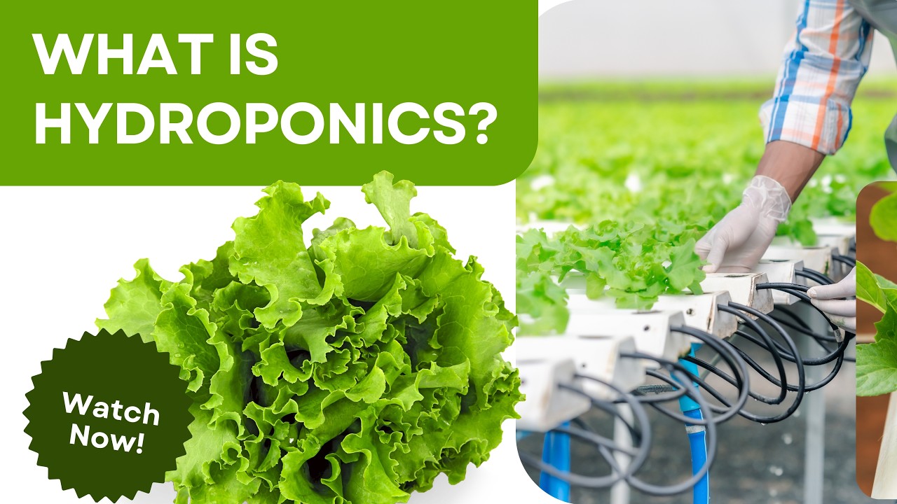 Hydroponics 101: How to Build a High-Yield Urban Farm Without Soil