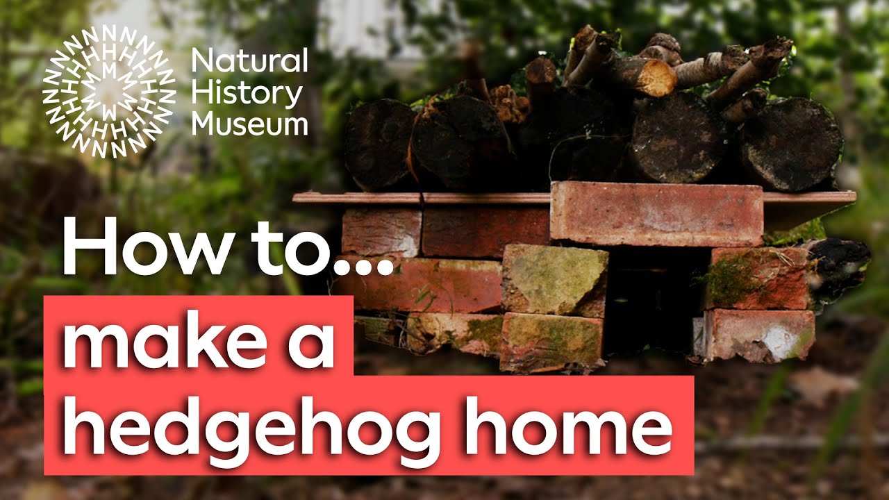 How to make a hedgehog house | Natural History Museum