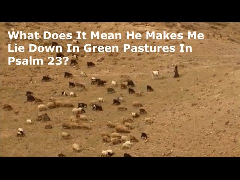 What Does It Mean He Makes Me Lie Down In Green Pastures In Psalm 23? Shepherd & Sheep Lessons
