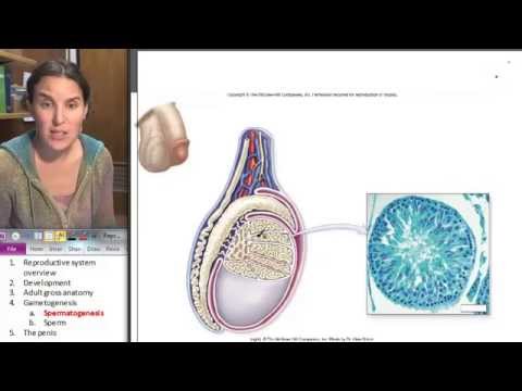 Spermatogenesis (Male Reproductive System) ☆ Human Anatomy Course