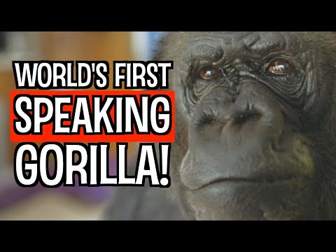 Koko - World's First Speaking Gorill…: English ESL video lessons
