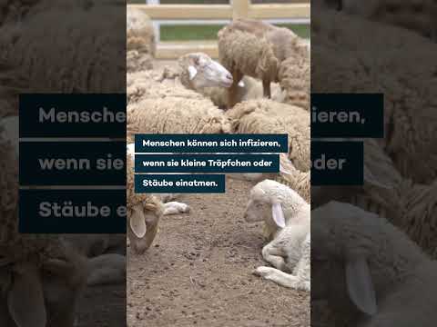 Seltenes Q-Fieber breitet sich aus: Wie gefährlich ist es?