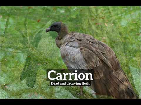 What is Carrion? | How Does Carrion Look? | How to Say Carrion in English?