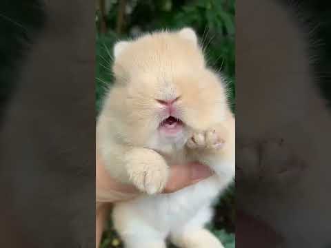 Rabbit Screaming sound #rabbit #shorts