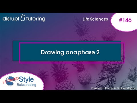 #146 Drawing anaphase 2