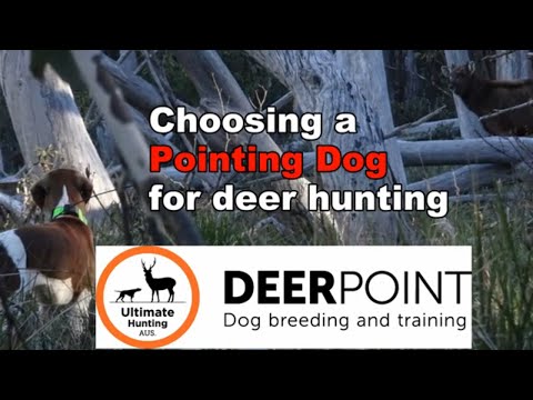 Choosing a Pointing Dog for Sambar deer hunting