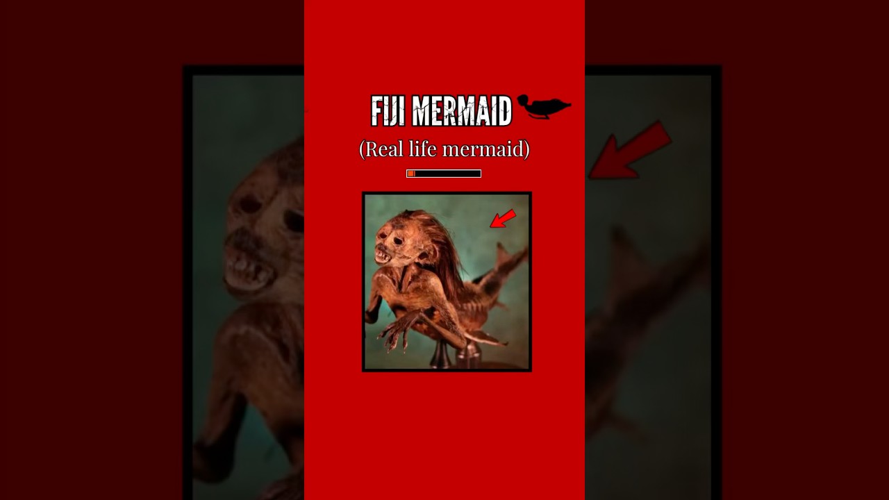 Fiji mermaid caught alive