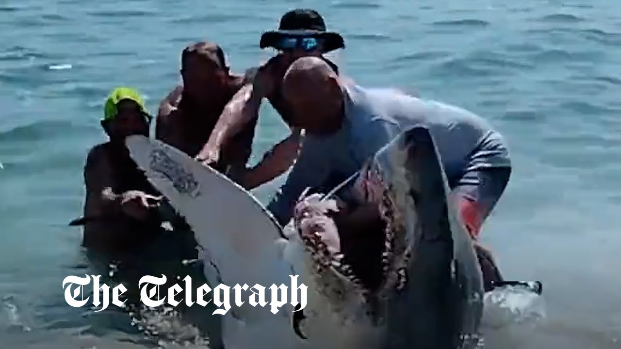 Watch: Swimmers rescue deadly shark stranded on Florida beach