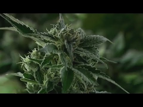Study: 'Uncontrollable vomit' linked to marijuana use