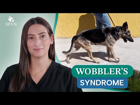 Wobbler Syndrome in Dogs | Signs, Diagnosis, Causes and Treatment