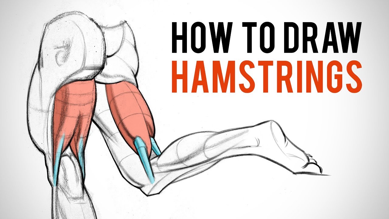 How to Draw Hamstrings - Leg Anatomy for Artists