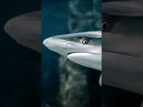 Real Sharks Facts 4: π Sharks do not have bones π¦ππ