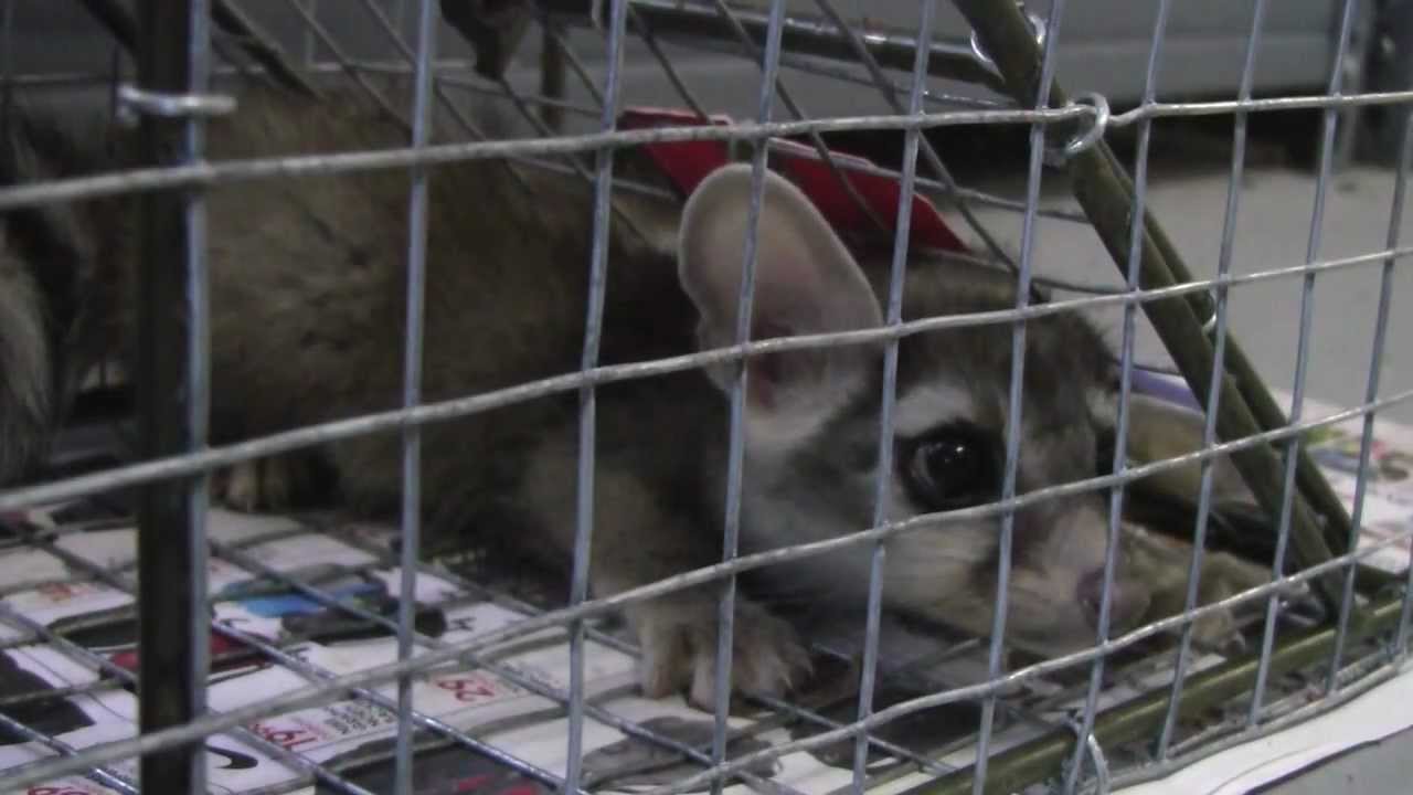 Barky the Ringtail Cat: Release From Jail