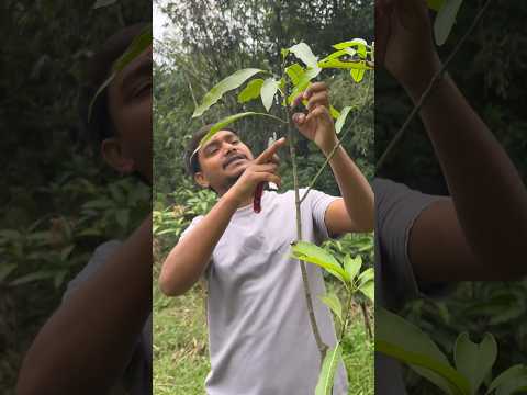 Mango tree pruning in India || #mango_tree_pruning #farming #indian_nursery_tips