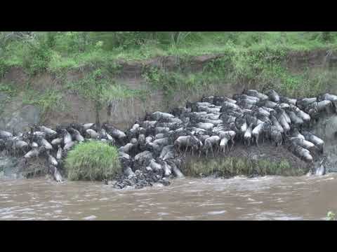 Why Do Animals Migrate?