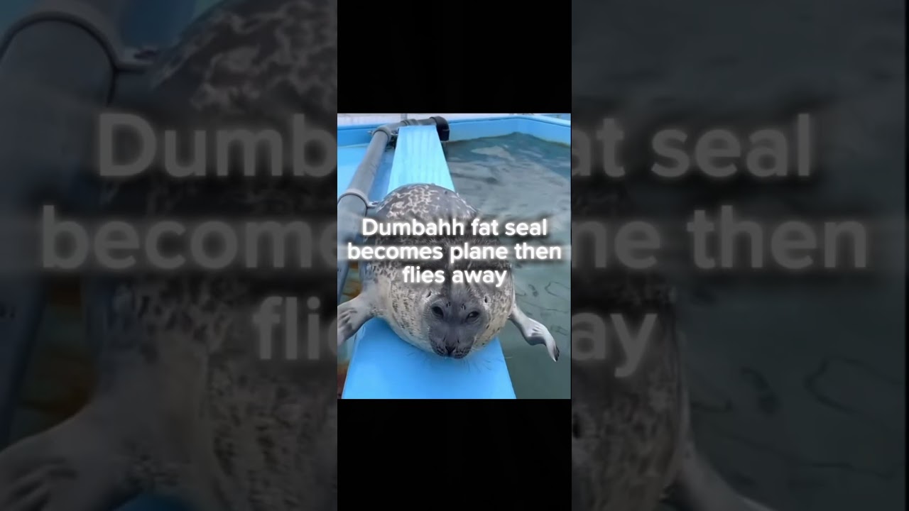 Seal #seal #gyu #yochan #ponsuke #niko #fat #fatseal #roblox #memes #funny #music #funny #edit