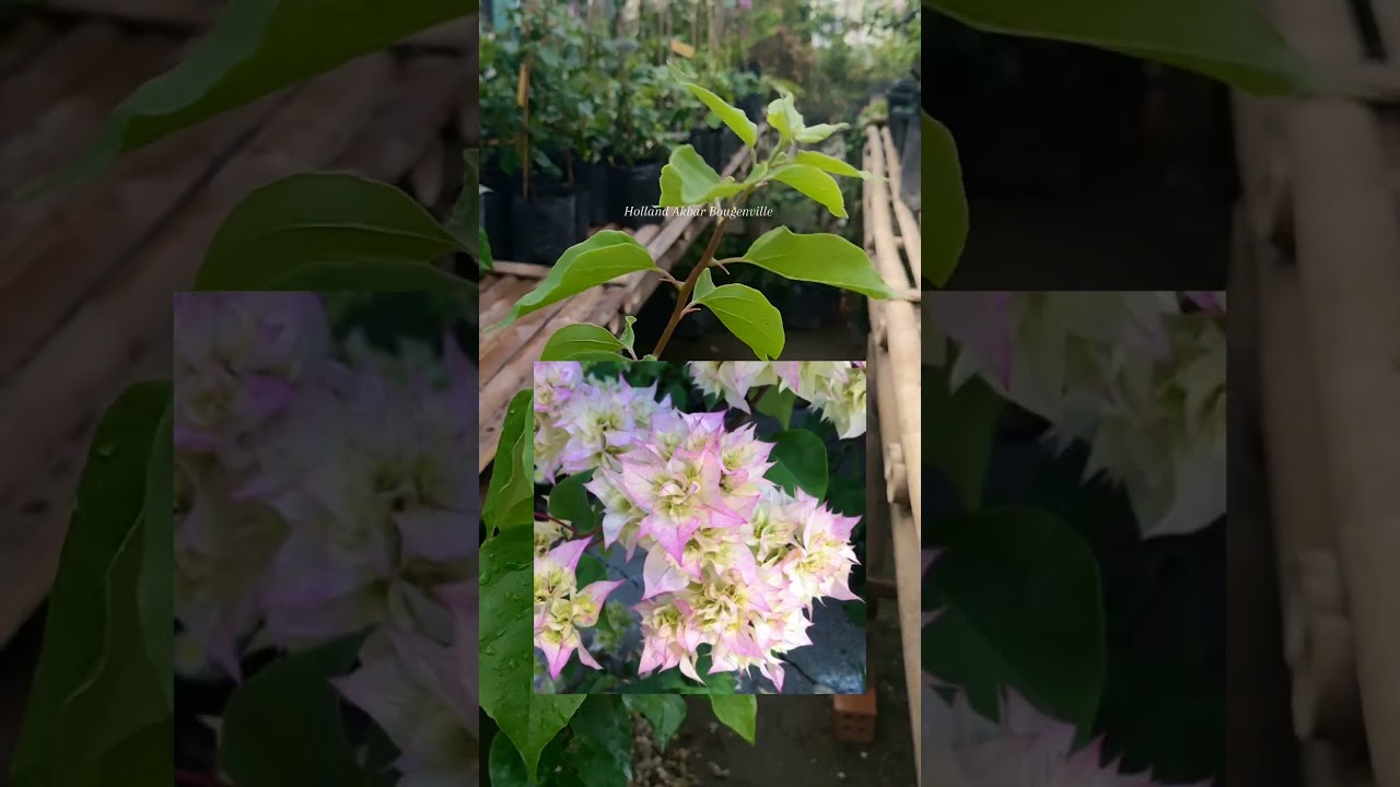 Ready Stok Bibit Bougenville Cherryblossom - Sumatera Selatan