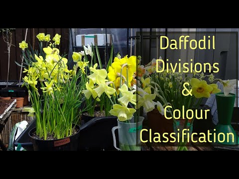 Daffodil Divisions & Colour Classification