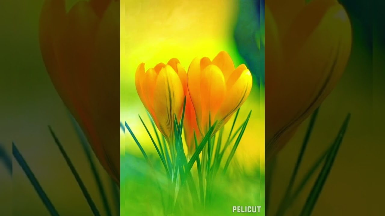 best 10000 Nature wallpapers video 🌺❤️