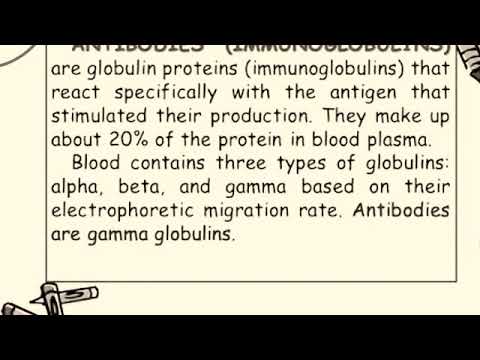 Antibody structure and function